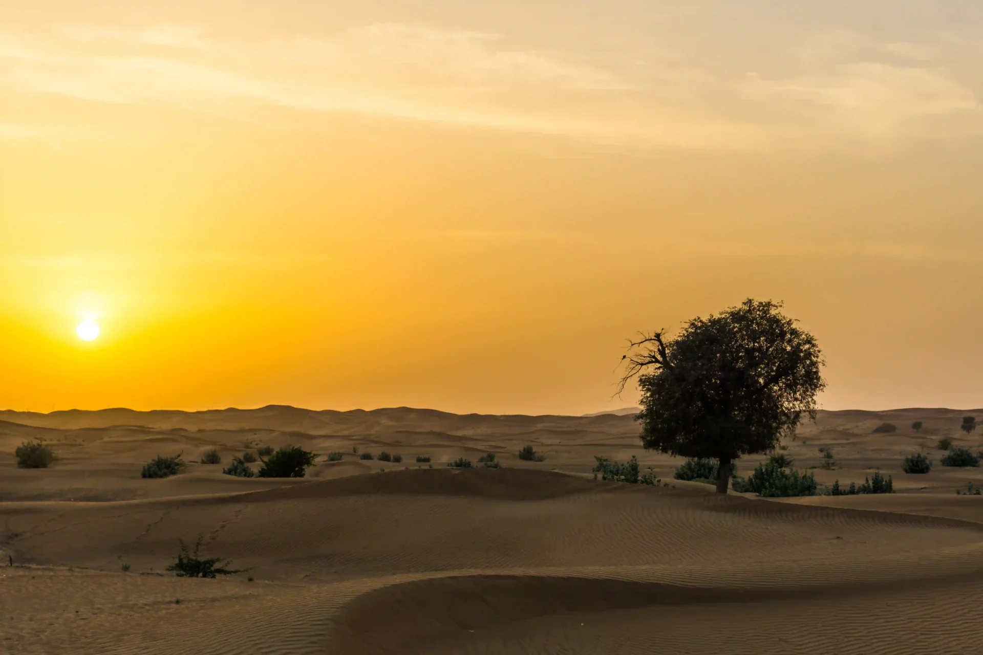About - Ghaf Tree Innovations - Health Data Analytics